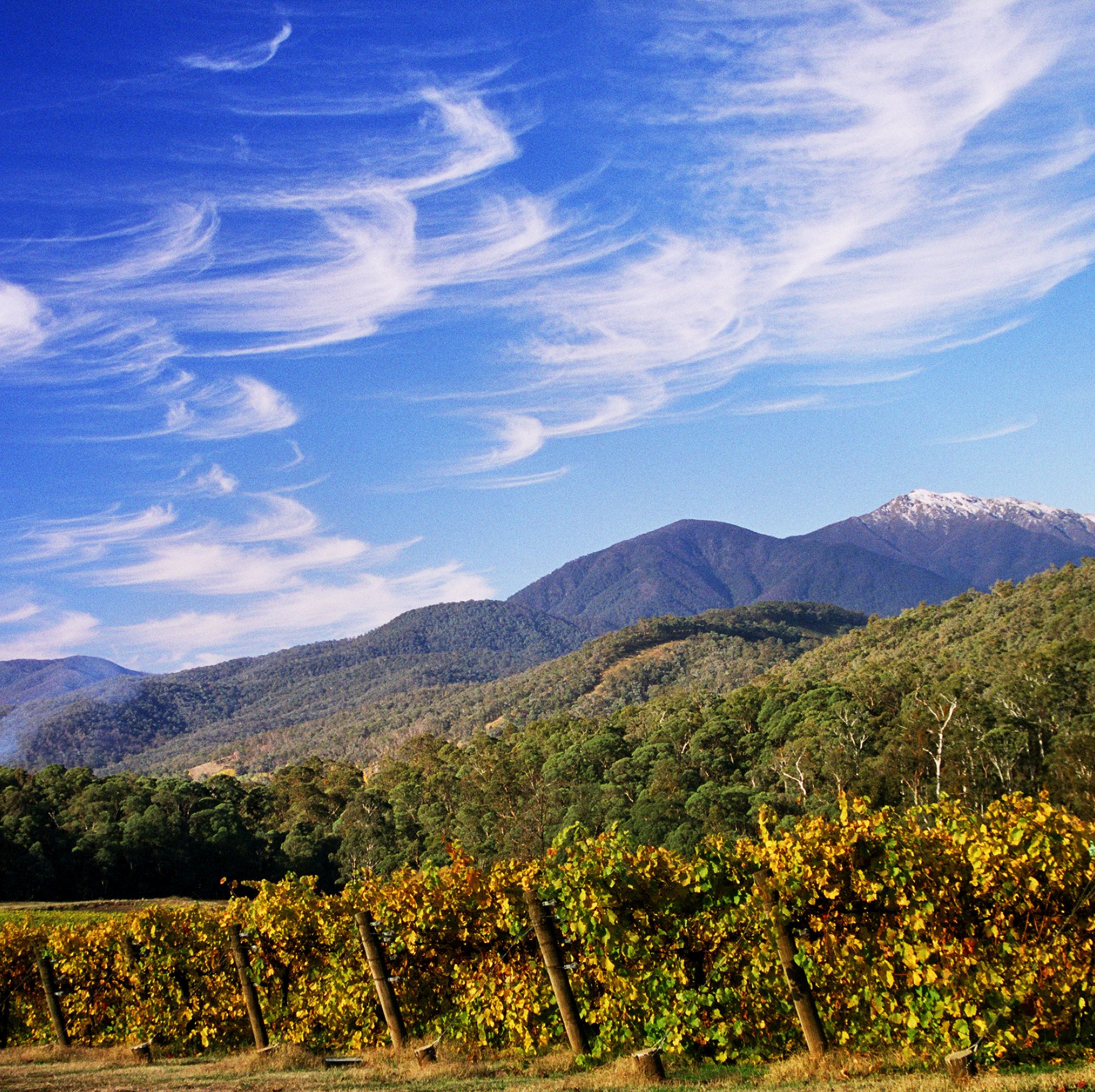 Cellar Doors and The Brewery in Mount Beauty, Victoria
